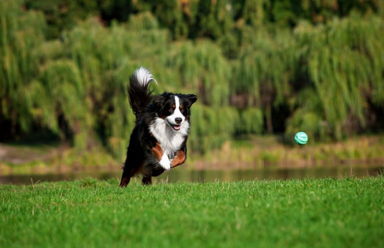 Staying Active – Ensuring Adequate Exercise - Primo Animal Health